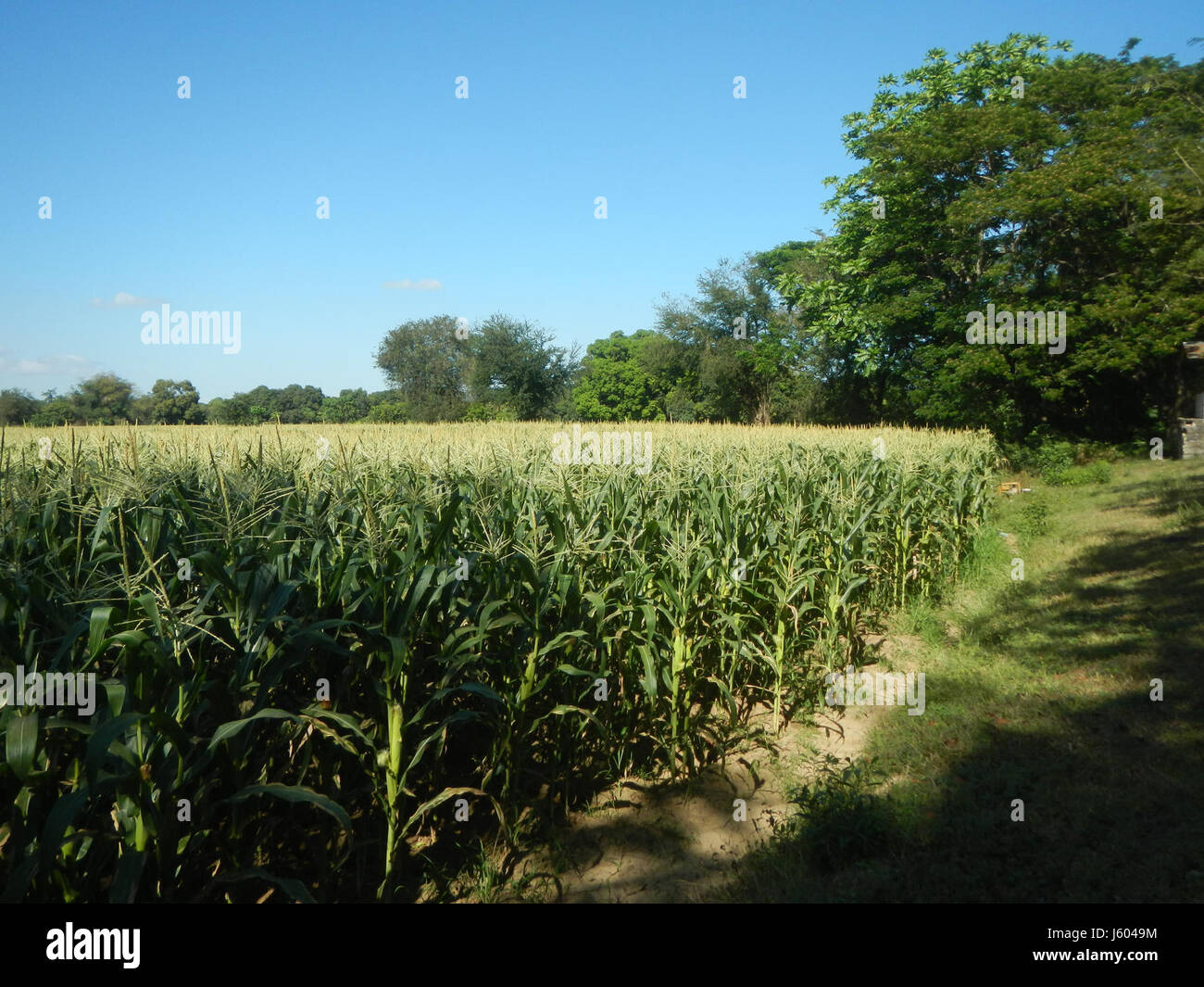 The maize fields in Sipat Dampol, located in Plaridel, Bulacan, are ...