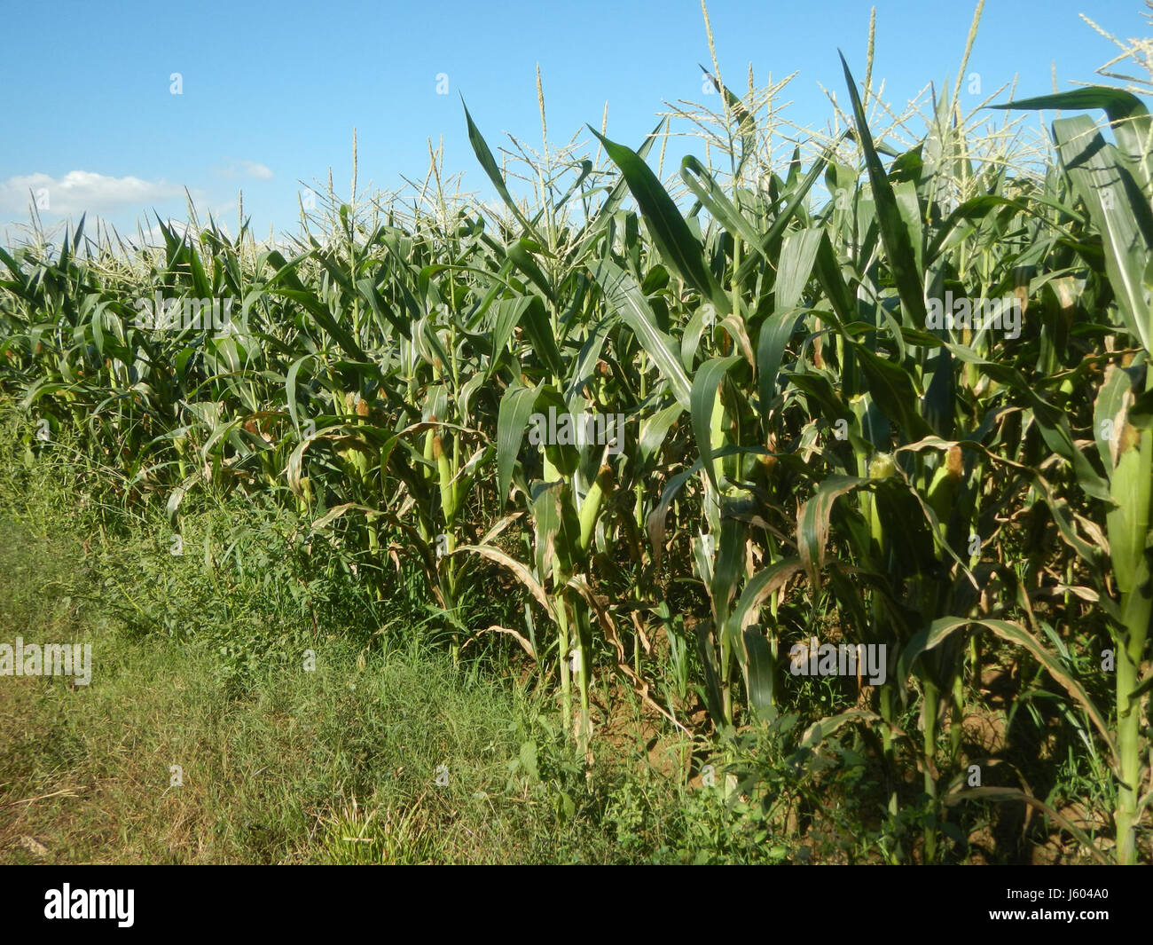 An image of maize fields located along the Sipat Dampol Plaridel road ...