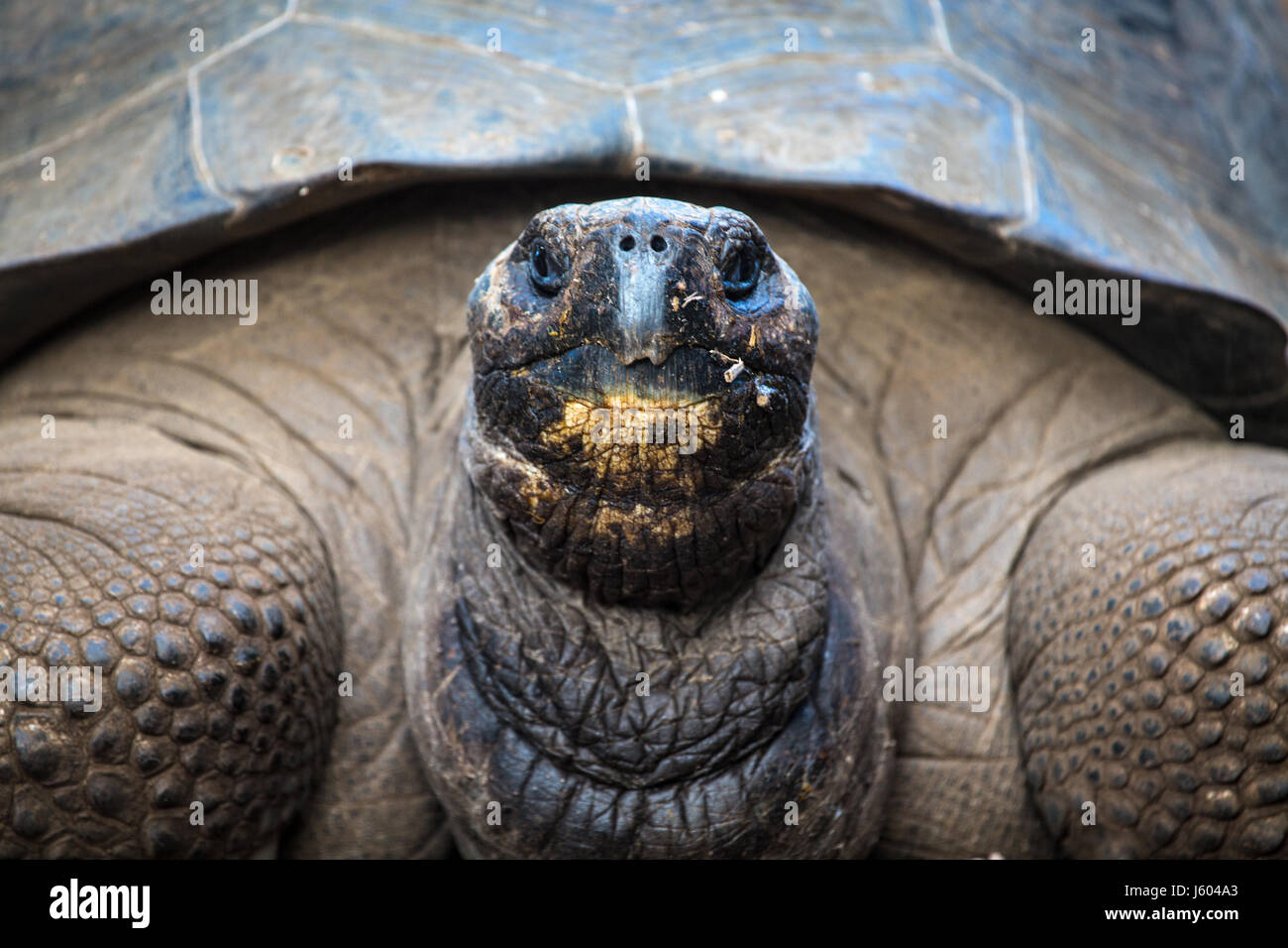 Closeup an overweight tortoise in the Galapagos Stock Photo - Alamy