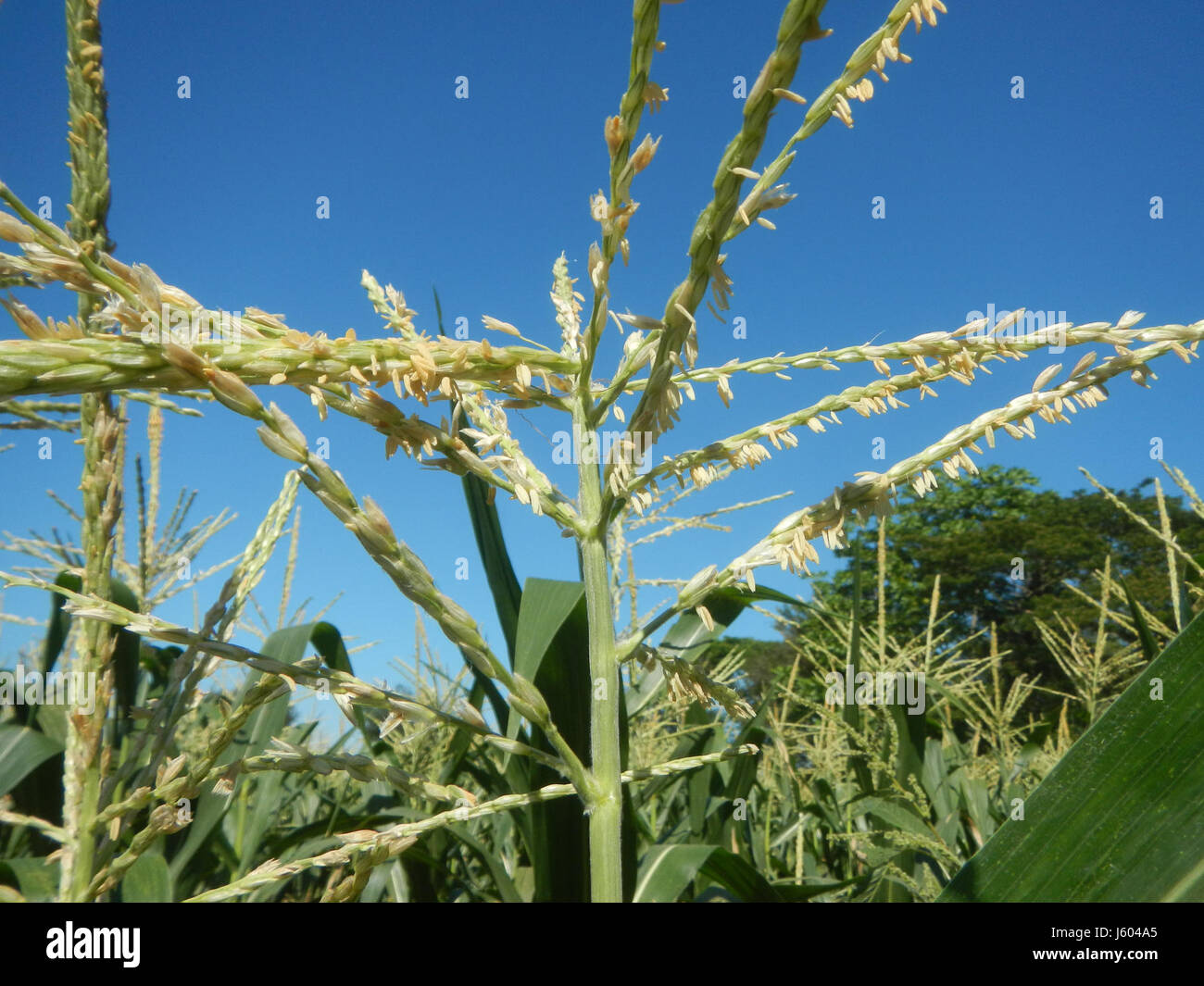 The Maize fields in Sipat, Dampol, Rueda, and Plaridel, Bulacan ...