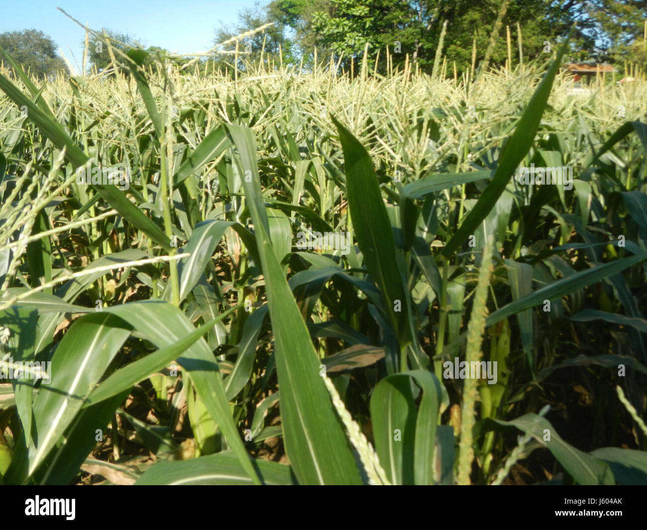 This image captures the maize fields in Sipat, Dampol, Rueda, and ...