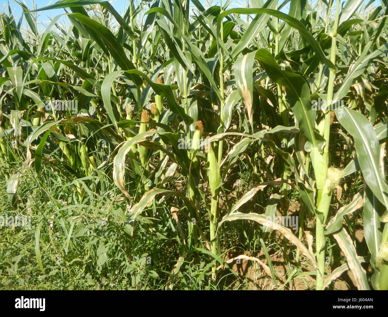 04387 Maize fields in Sipat Dampol Rueda Plaridel Bulacan Road 17 Stock ...