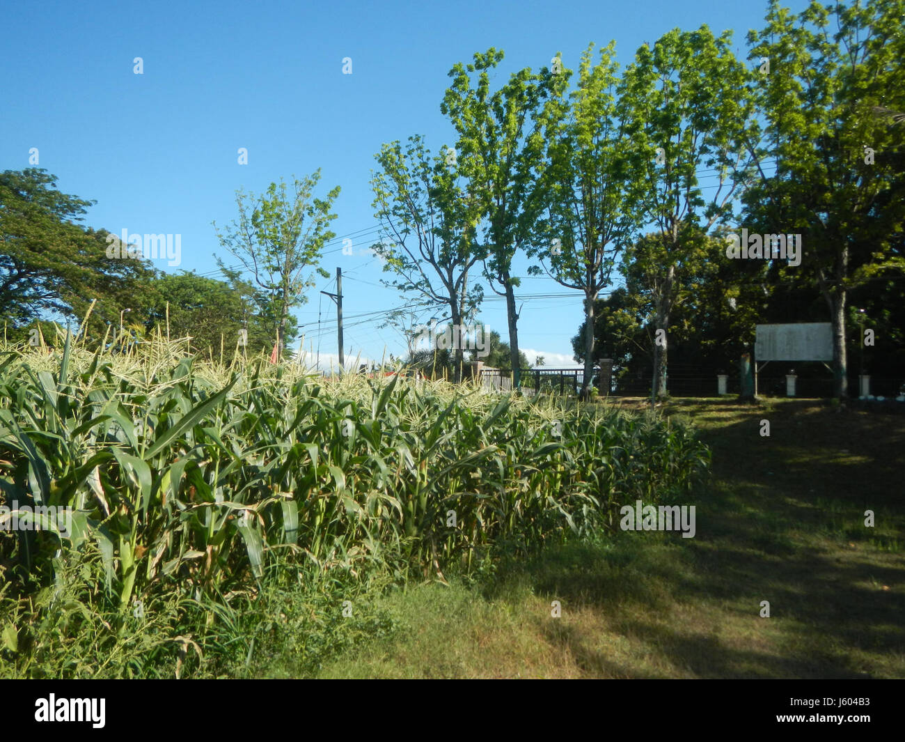 The maize fields in Sipat, Dampol, Rueda, and Plaridel, Bulacan ...