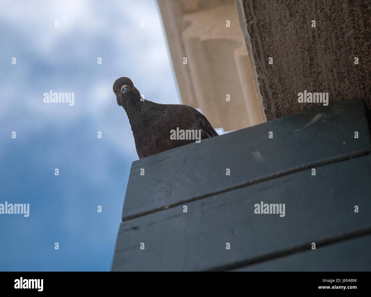 Curious pigeon hi-res stock photography and images - Alamy