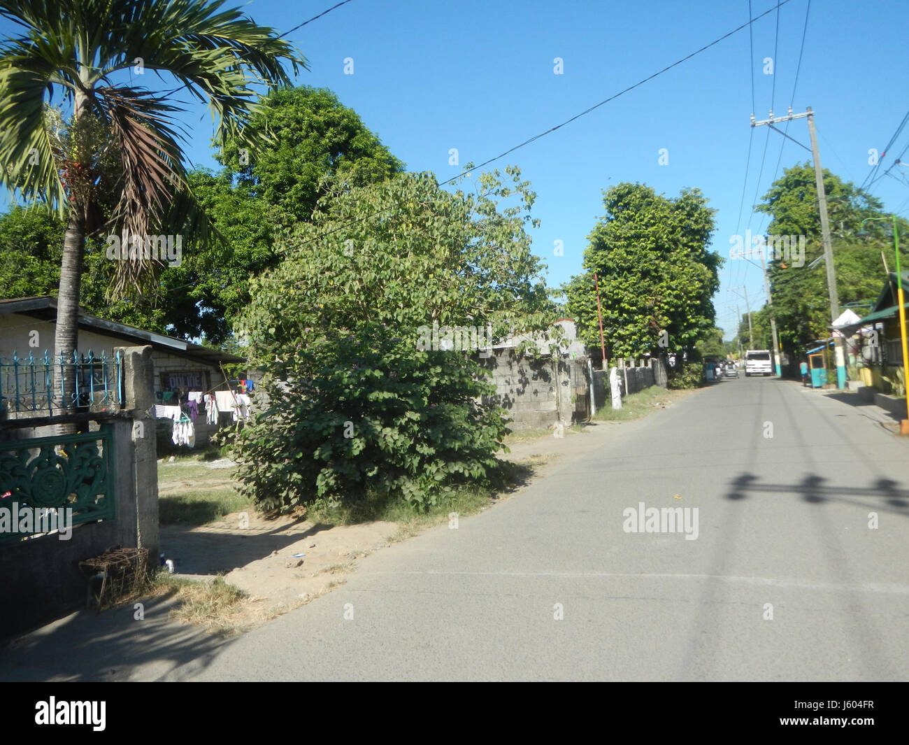 This title refers to a construction project involving Diospyros blancoi ...