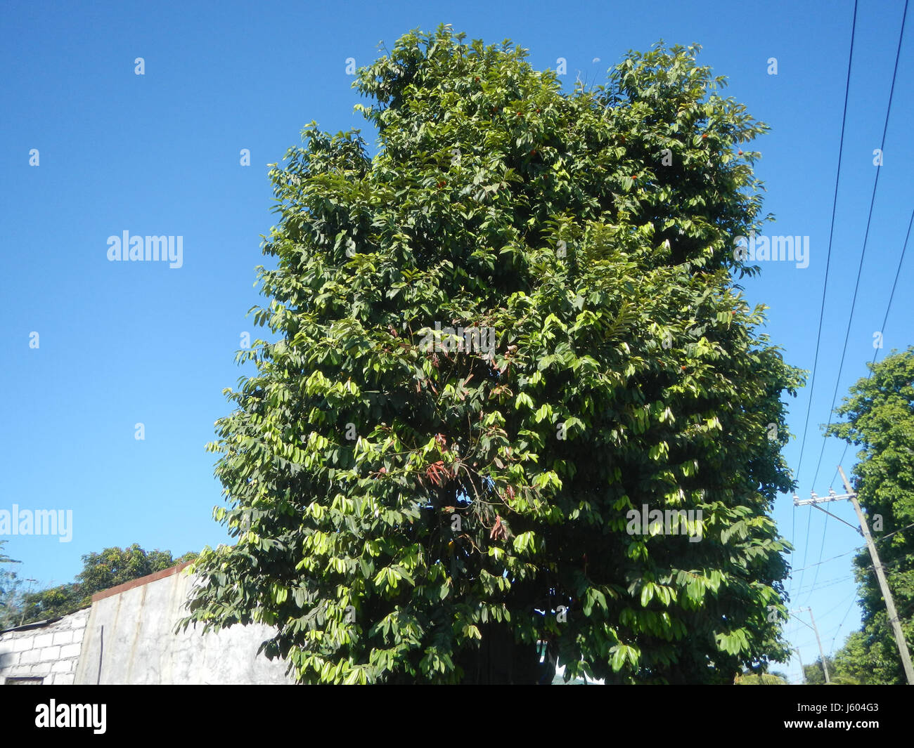 04544 Diospyros blancoi Dampol Rueda Plaridel Pungo Calumpit Bulacan 01 ...