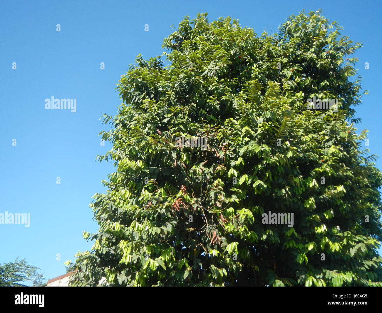 Tree planting zone hi-res stock photography and images - Alamy