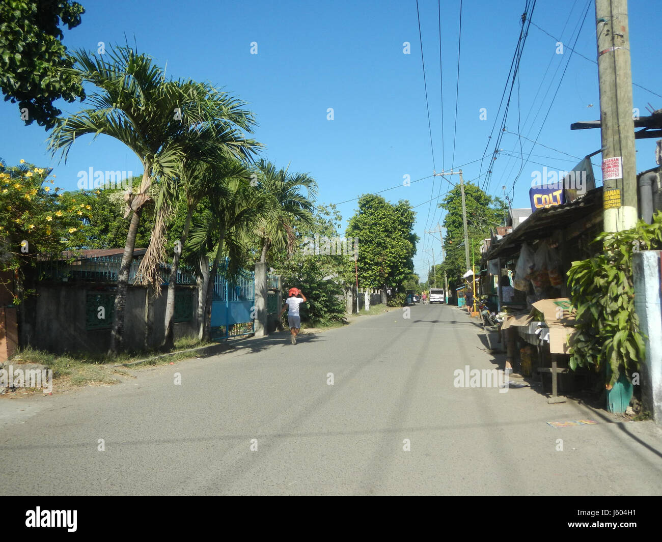 This entry refers to Diospyros blancoi, a species of plant native to ...