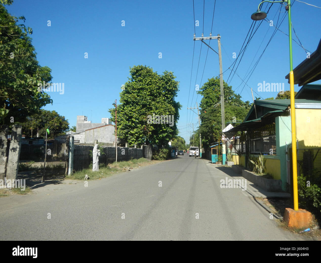 Diospyros blancoi, known as Mabolo or velvet apple, is cultivated in ...