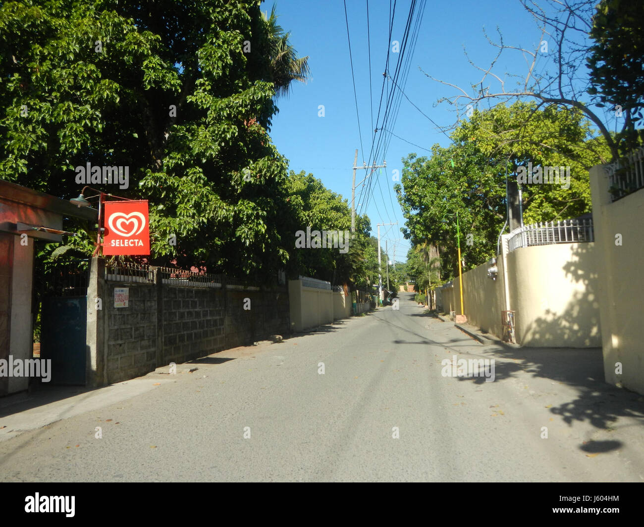 Diospyros blancoi, commonly known as the Mabolo tree, is native to the ...
