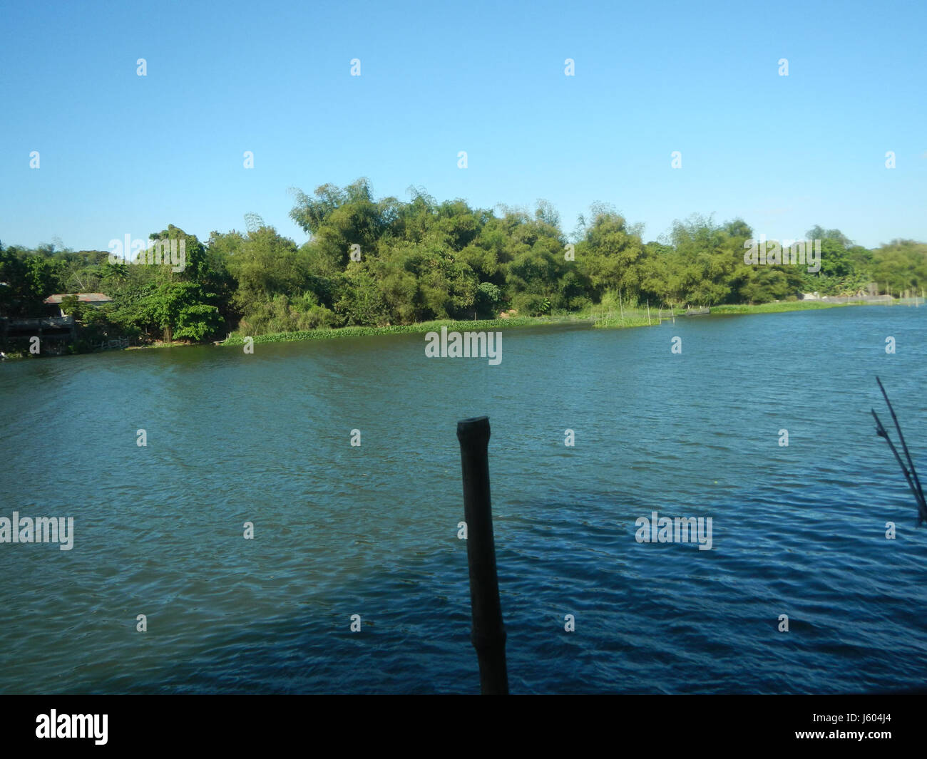 Diospyros blancoi, also known as Mabolo, is a tree species found in the ...