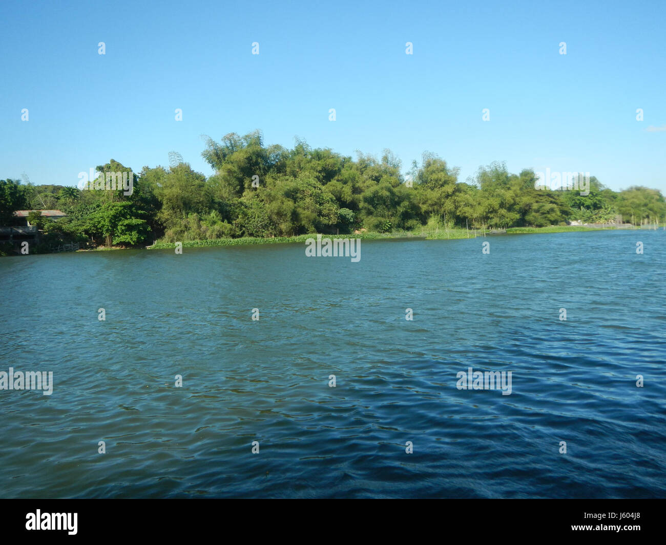 Diospyros blancoi, commonly known as Mabolo, is native to the ...