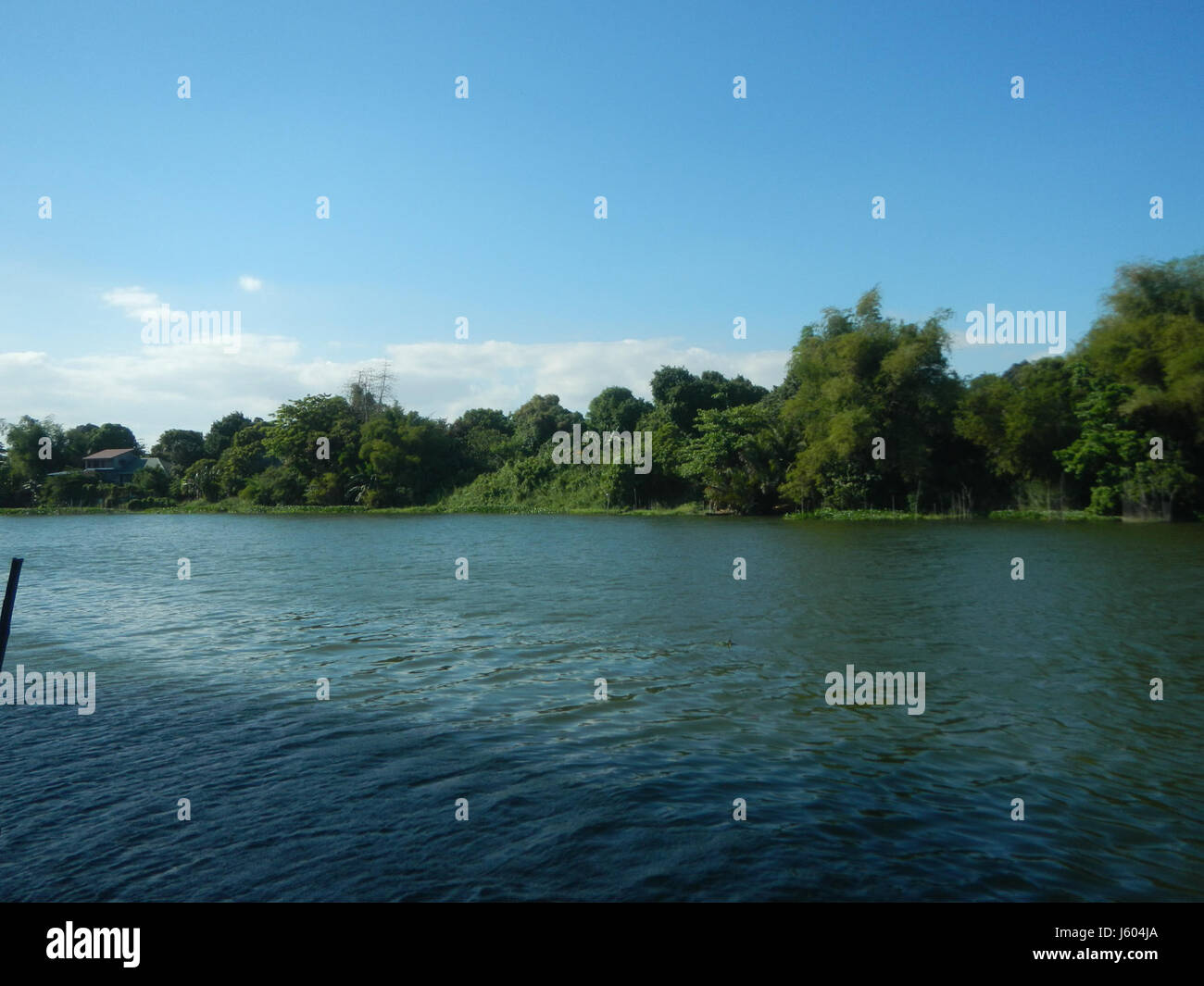 This reference seems to relate to the Diospyros blancoi, also known as ...