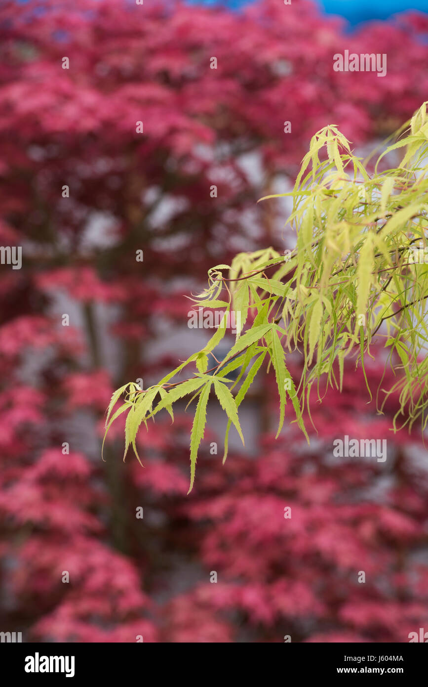Acer palmatum 'Koto-no-ito'. Japanese maple 'Koto-no-ito' Stock Photo ...