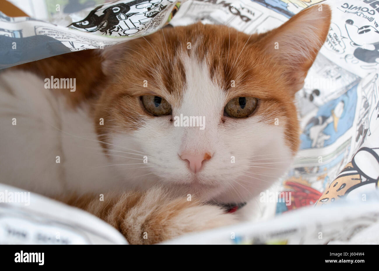Cat in a bag Stock Photo - Alamy