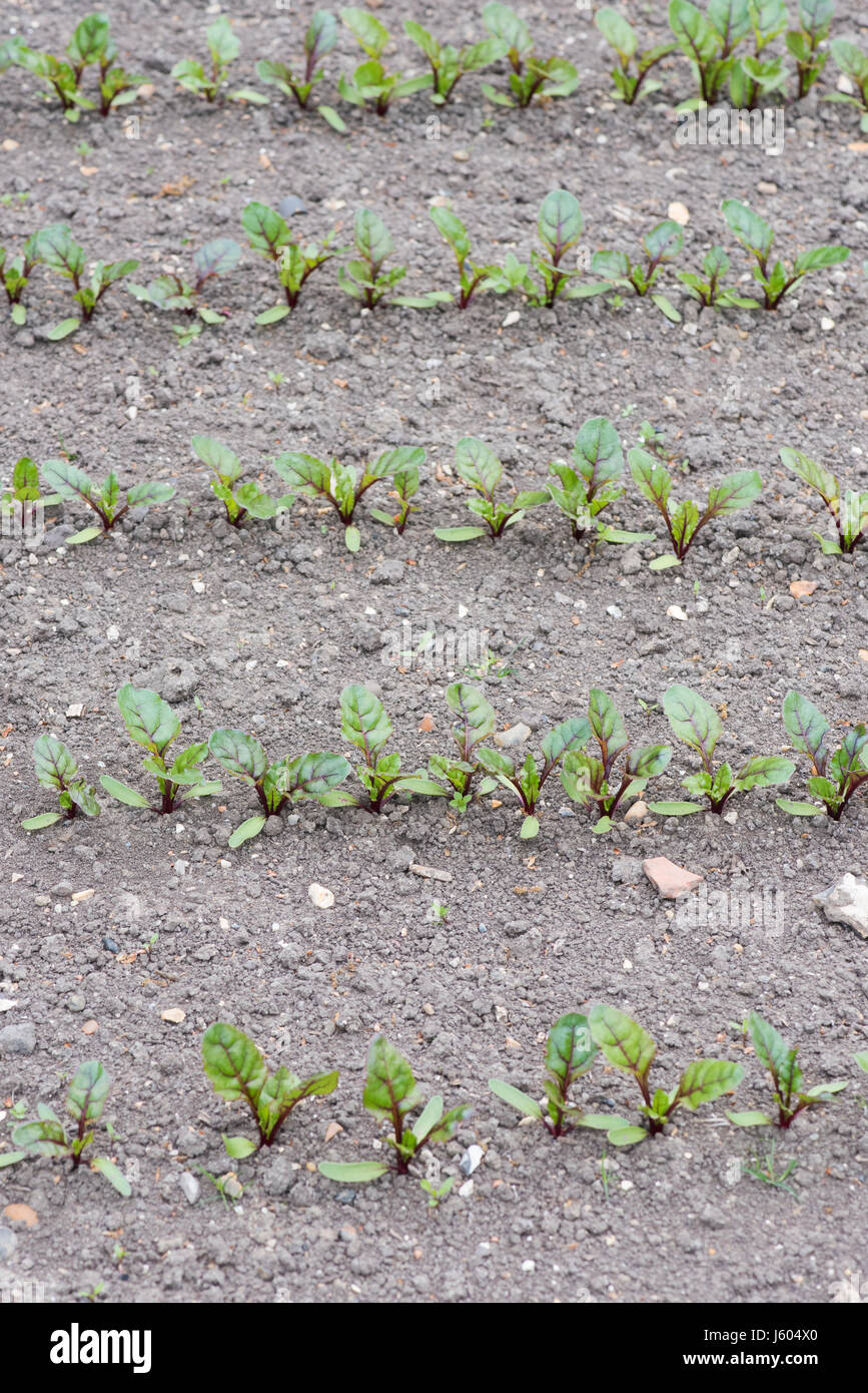 Beetroot seedling hi-res stock photography and images - Alamy