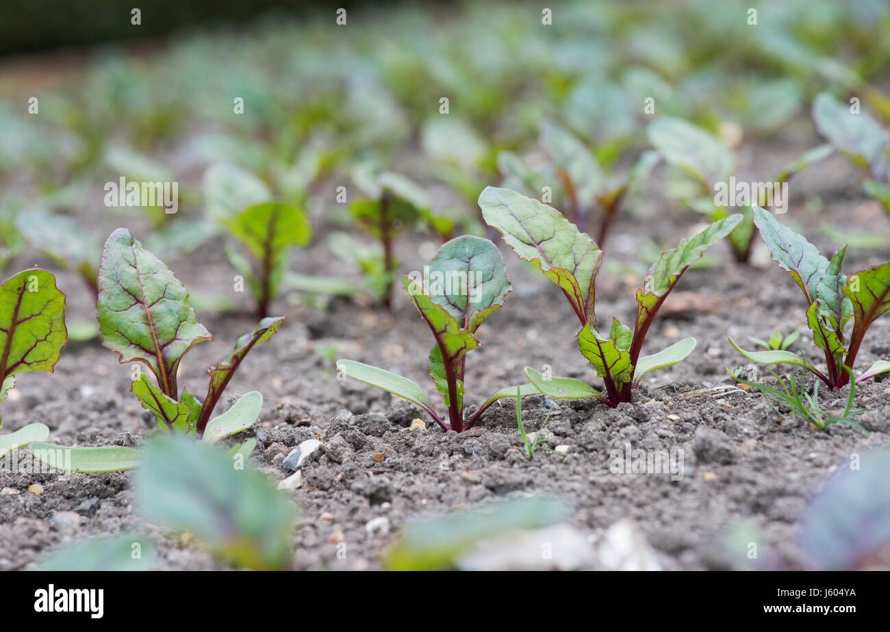 Beetroot seedling hi-res stock photography and images - Alamy
