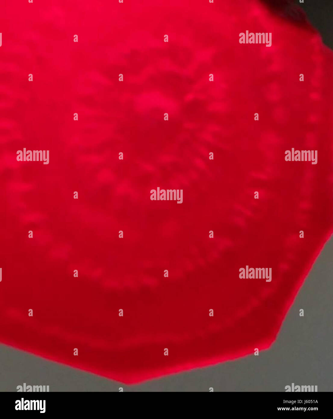 The '-365 Beet Slice' refers to an image showing a slice of beetroot ...