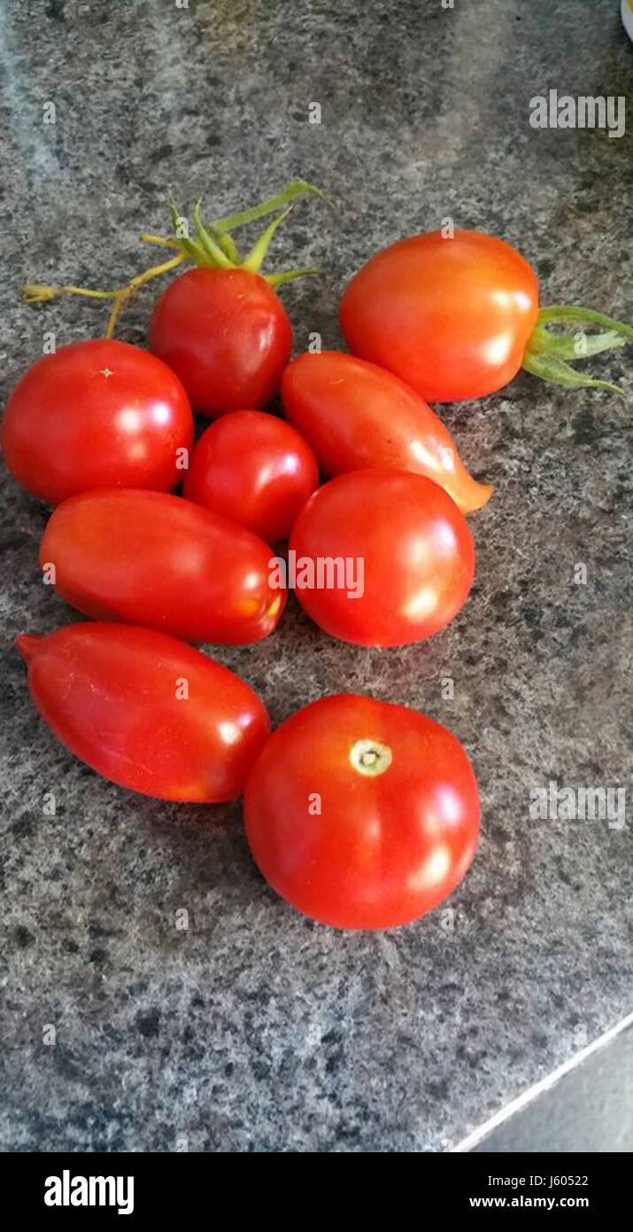 The reference '-365 first tomatoes' could pertain to an early discovery ...