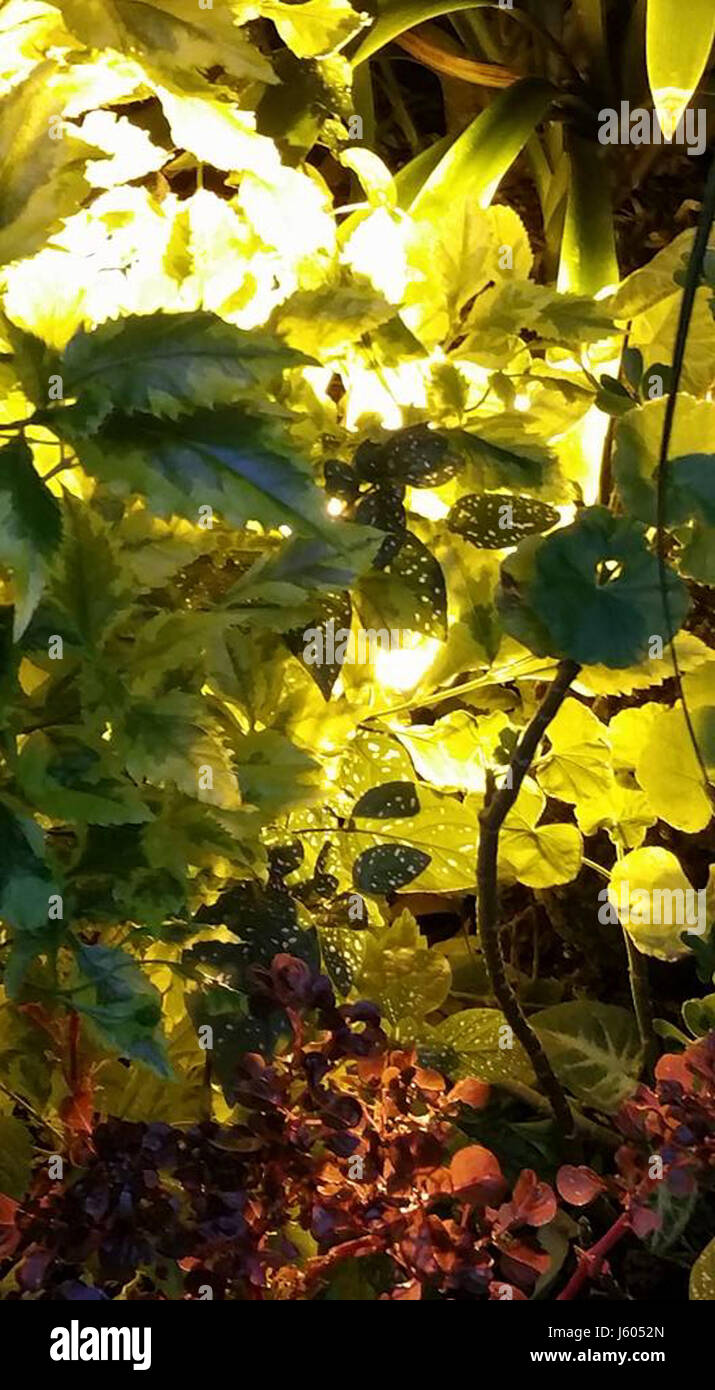 Visually striking plants hi-res stock photography and images - Alamy