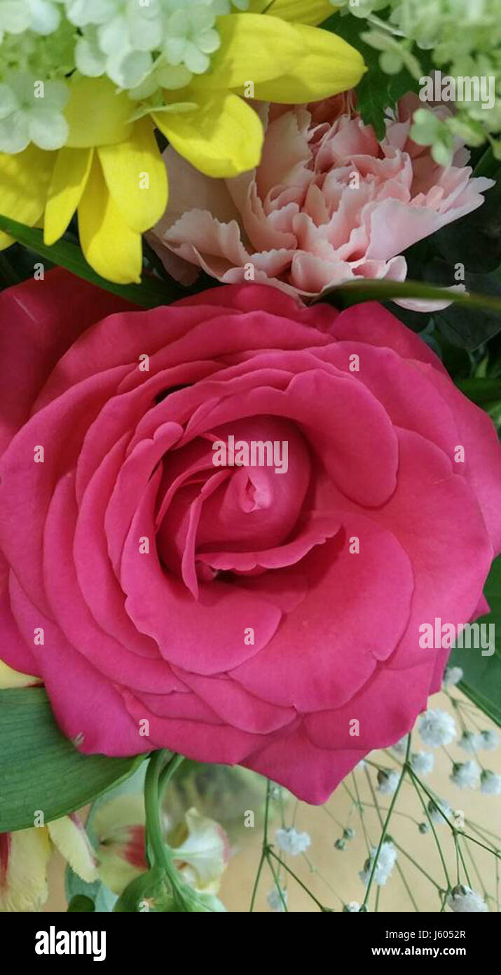 -365 Gwens Flowers (24893728886 Stock Photo - Alamy