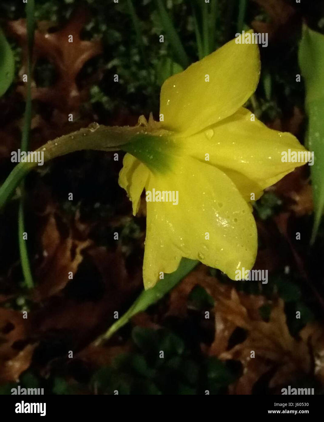 Dafodil illustration hi-res stock photography and images - Alamy