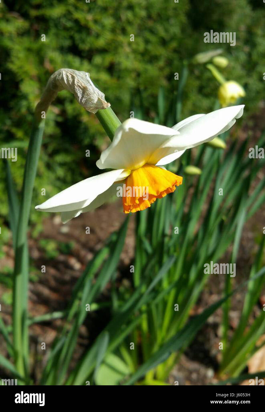 Dafodil illustration hi-res stock photography and images - Alamy