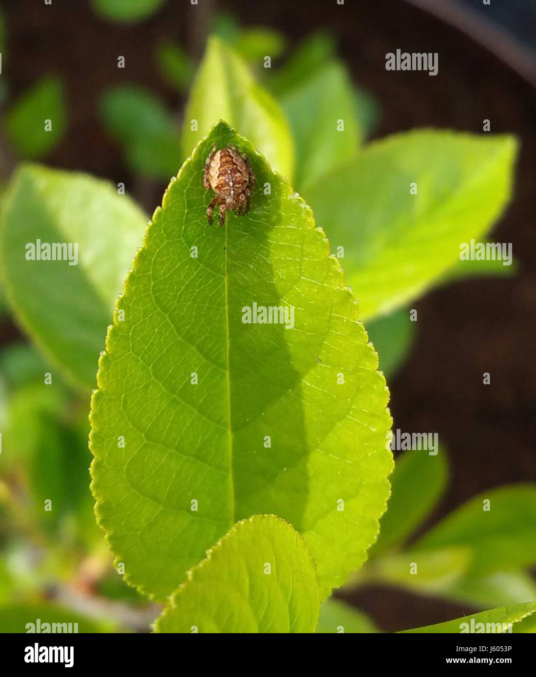 This title likely refers to a photograph of a spider on a dwarf cherry ...