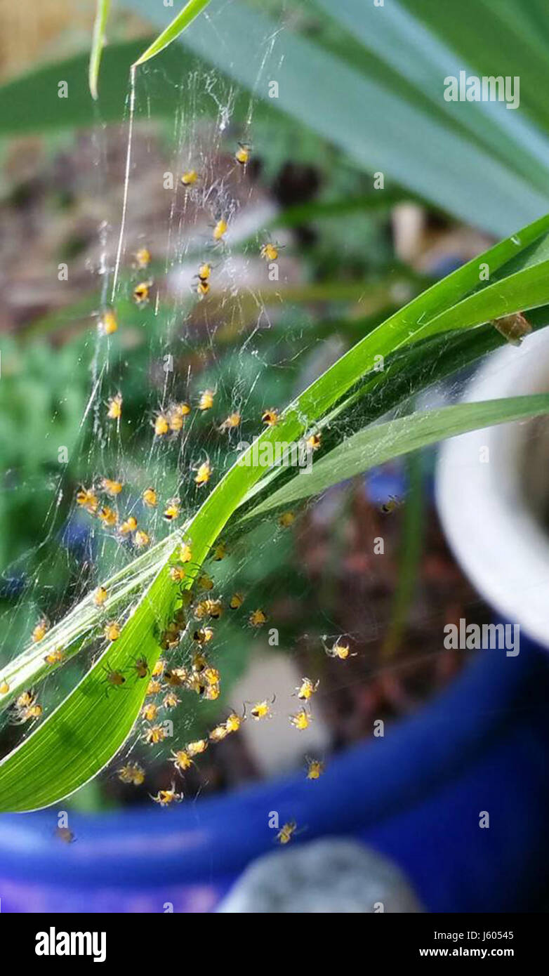 -365 spider hatch (26895570841 Stock Photo - Alamy