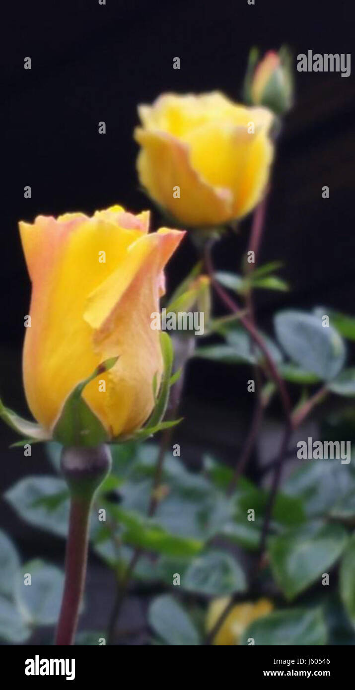 Triplicate hi-res stock photography and images - Alamy