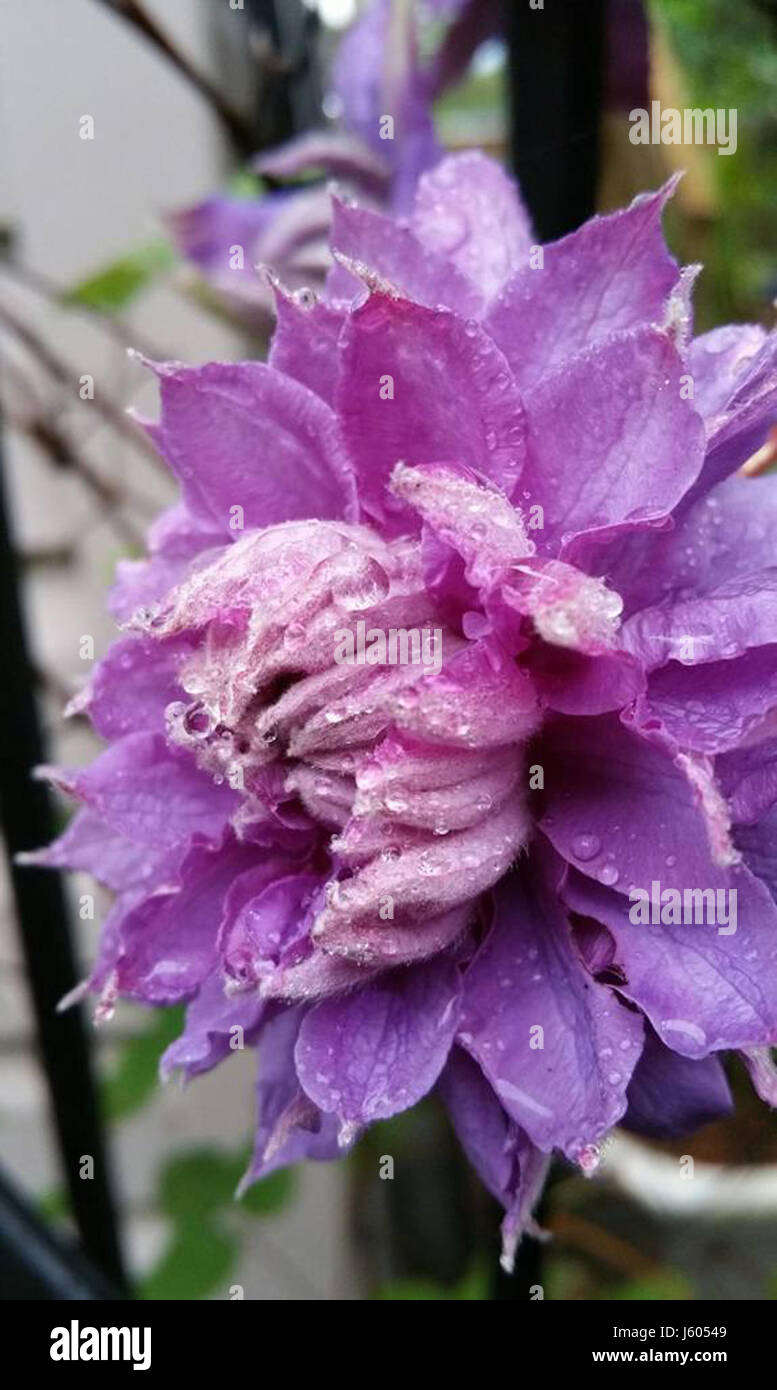 The double clematis, also known as Clematis '365', is a flowering plant ...