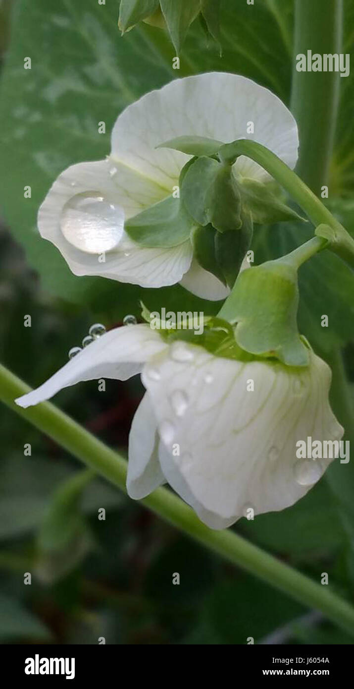 The image depicts a cluster of pea flowers, emphasizing their structure ...