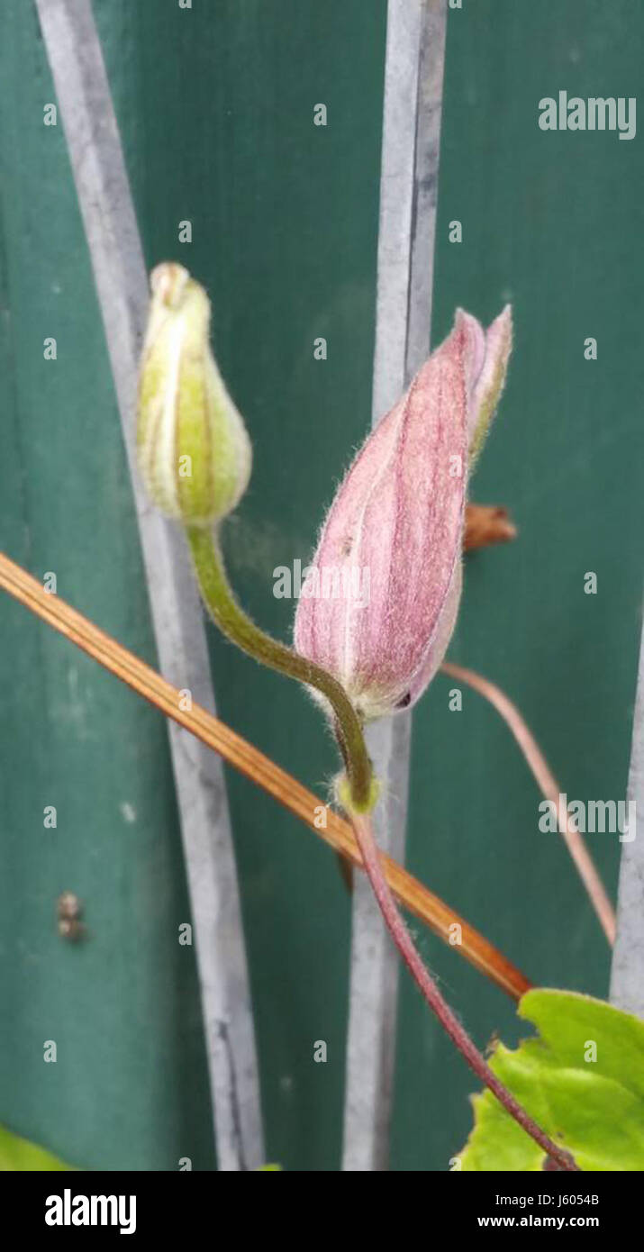 Botanical development capture hi-res stock photography and images - Alamy