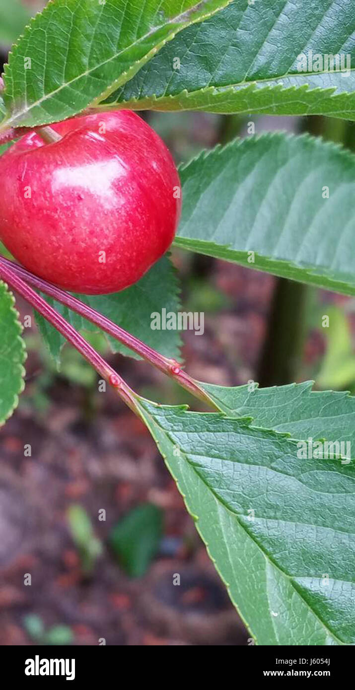 365 tree species hi-res stock photography and images - Alamy