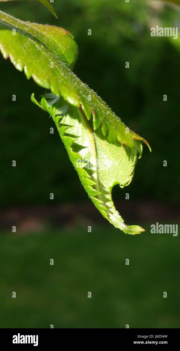Twisted leaf hi-res stock photography and images - Alamy