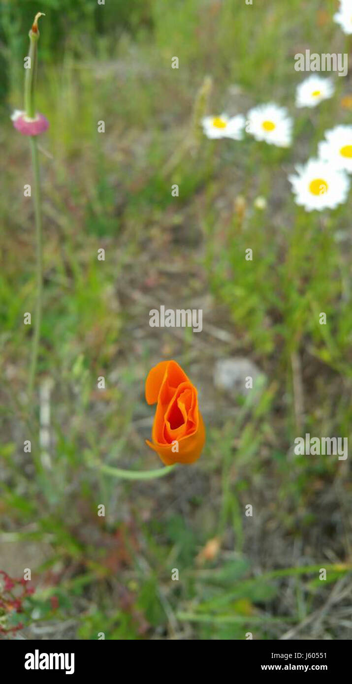 Poppy book cover hi-res stock photography and images - Alamy