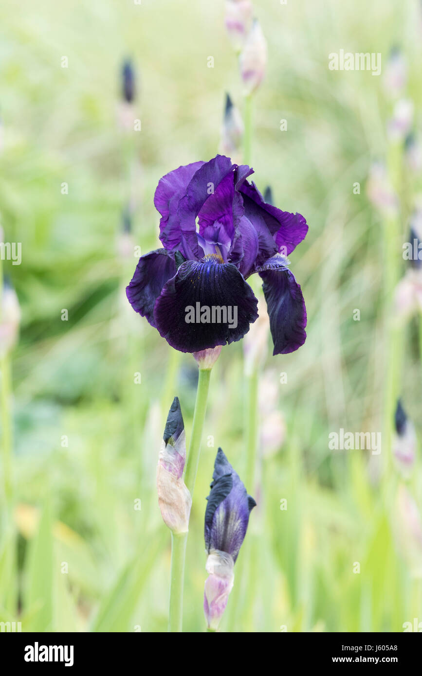 Tall Bearded Iris 'sable' flower Stock Photo - Alamy