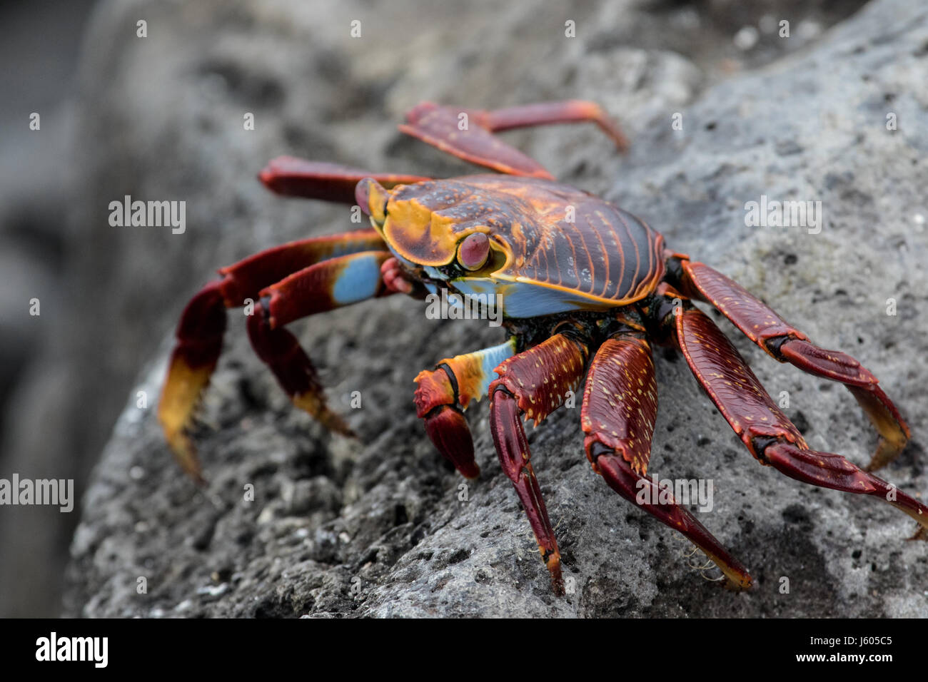 Sally lightfoot crab on a rock in the Galapagos Stock Photo - Alamy