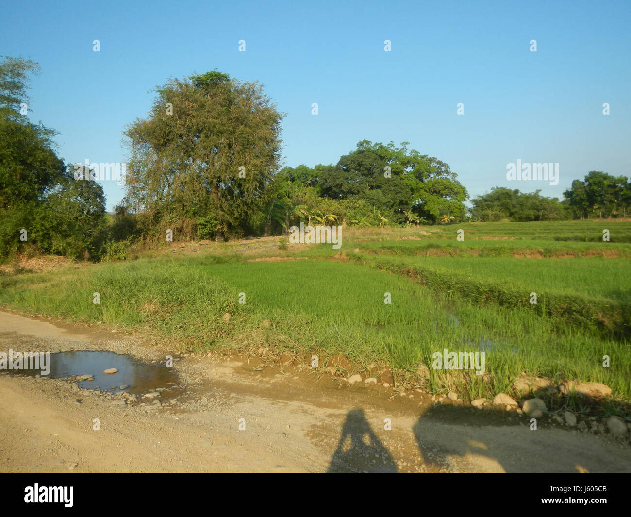 The scene depicts a rural landscape of paddy fields, grasslands, and ...