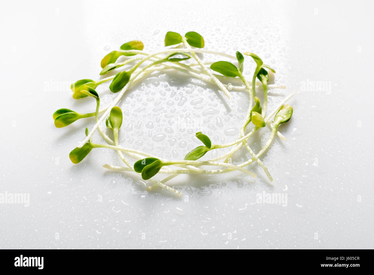 Micro greens arranged in circle on white background with water drops ...
