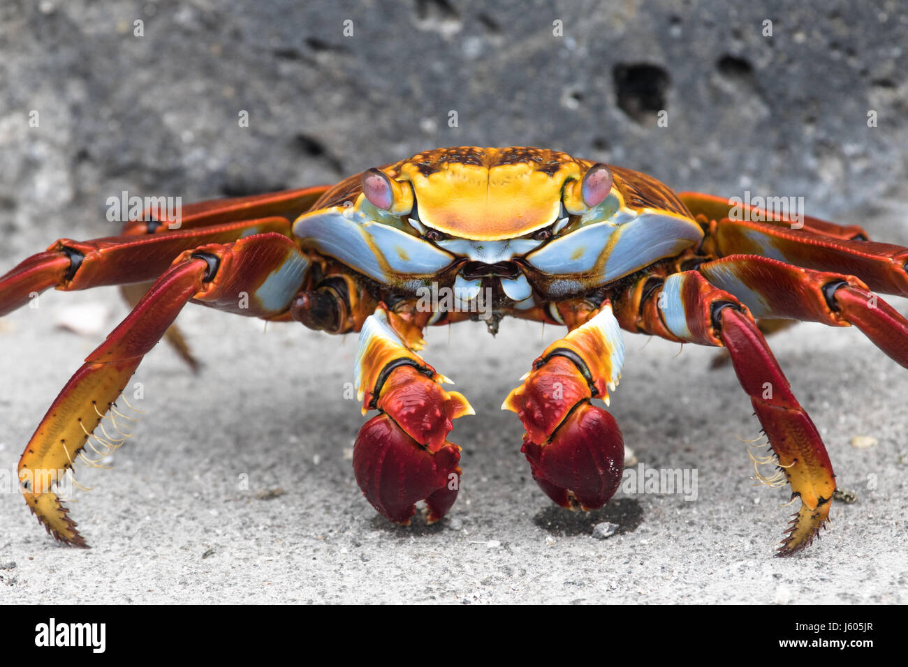 Sally lightfoot crab hi-res stock photography and images - Alamy