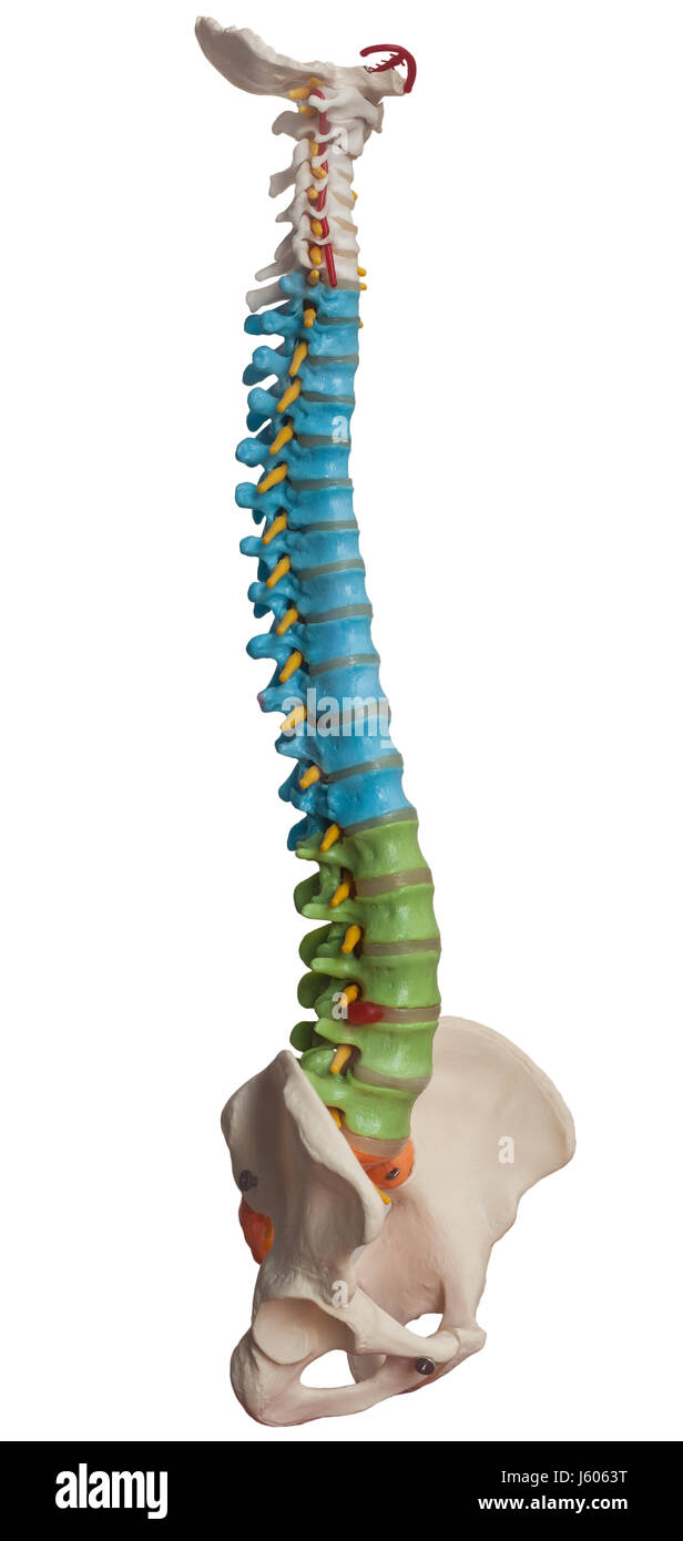 View of a spine model isolated on white background Stock Photo - Alamy