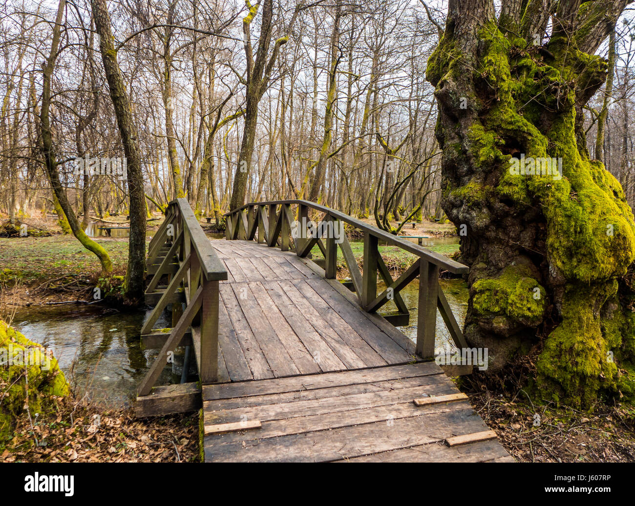 Small wooden bridge in a forest Stock Photo - Alamy