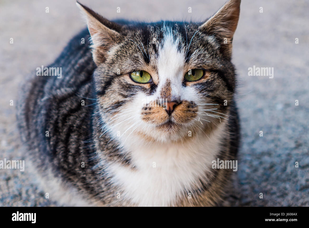 Close up of a cat Stock Photo - Alamy