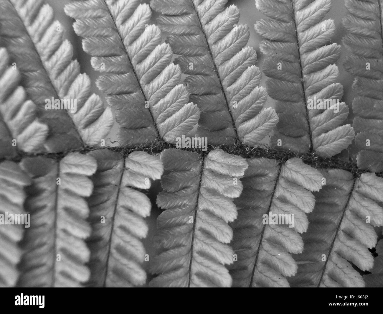 monochrome fern leaf in close up with repeating pattern Stock Photo - Alamy