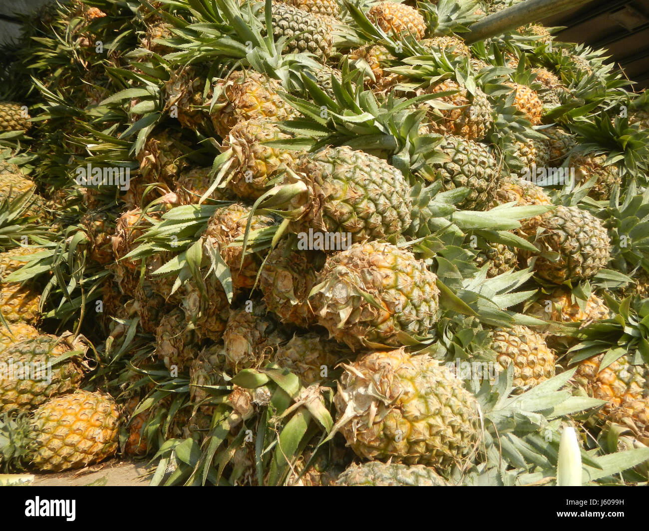 This image features the Queen Formosa pineapple, a popular tropical ...