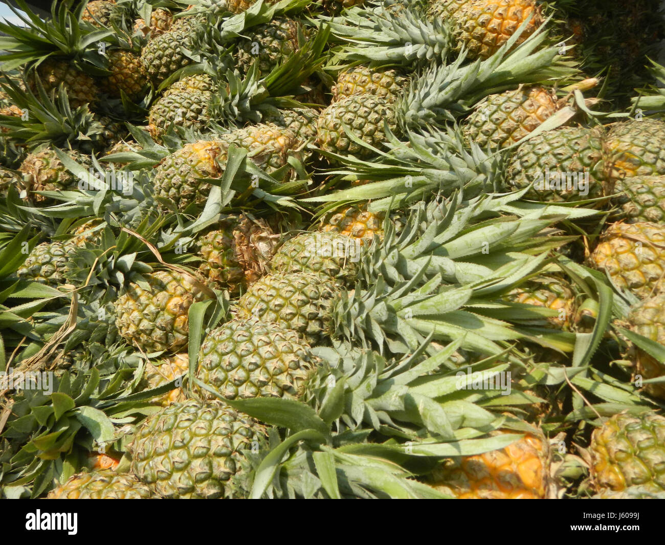 This refers to the Queen Formosa pineapple, a tropical fruit, being ...