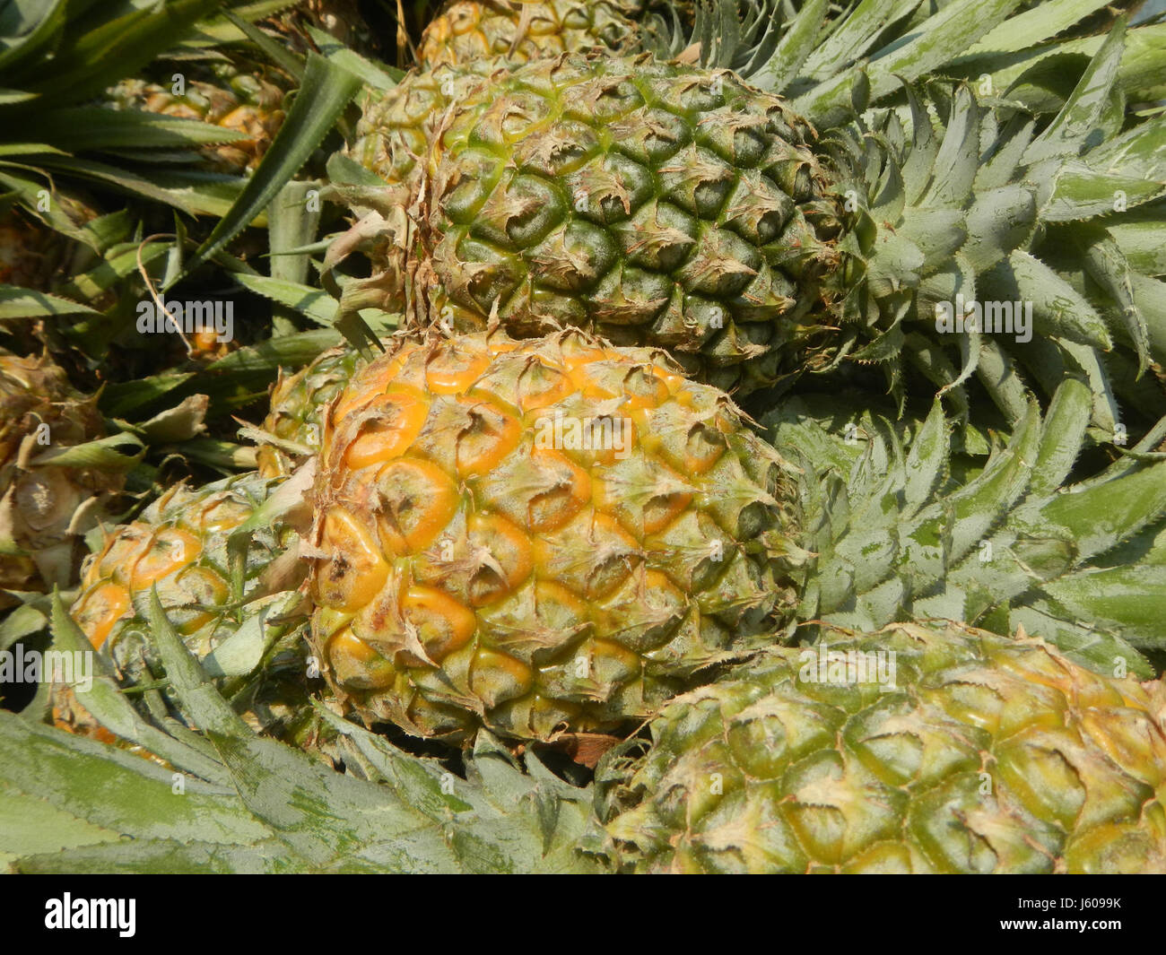 01283 Queen Formosa pineapple Philippines Apolonio Samson Market Quezon ...