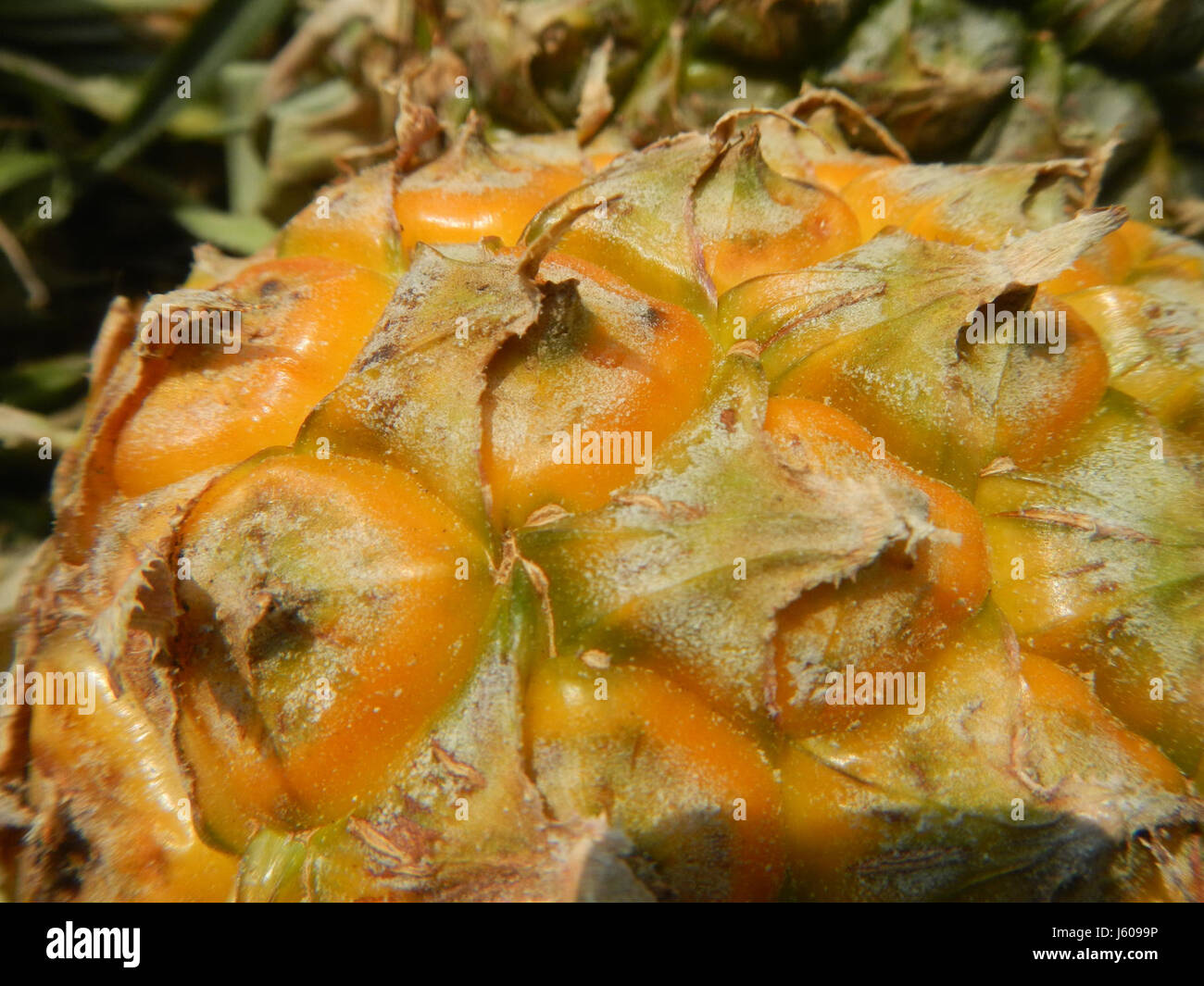 01283 Queen Formosa pineapple Philippines Apolonio Samson Market Quezon ...