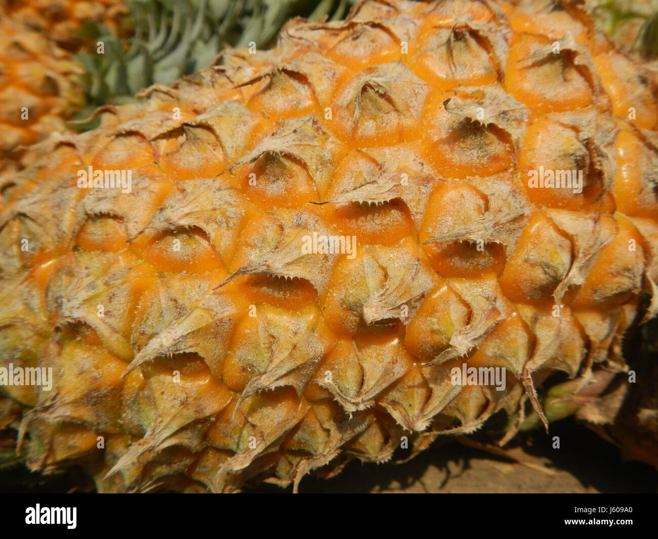 01283 Queen Formosa pineapple Philippines Apolonio Samson Market Quezon ...